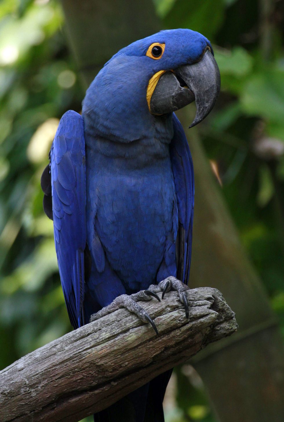 Macaw – Genetika Science
