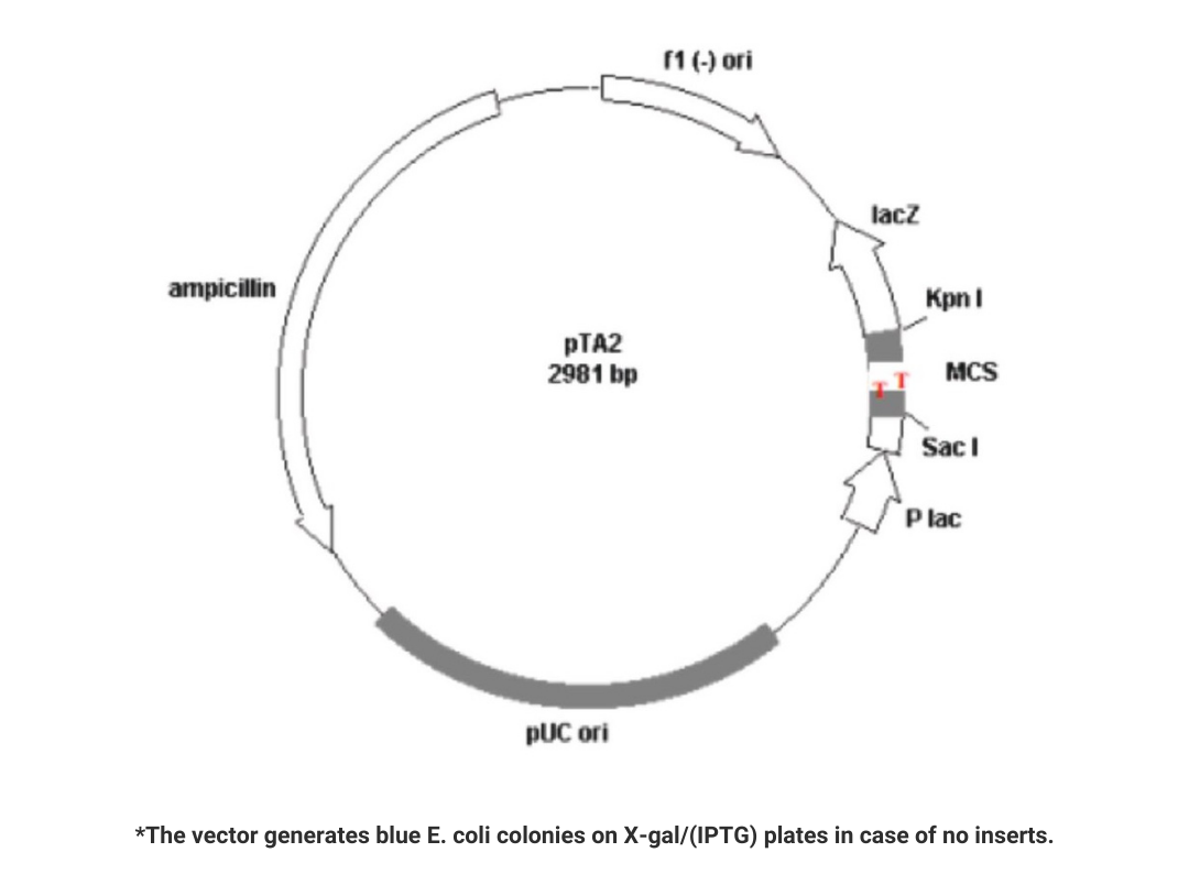 PCR Product Cloning Services – Genetika Science