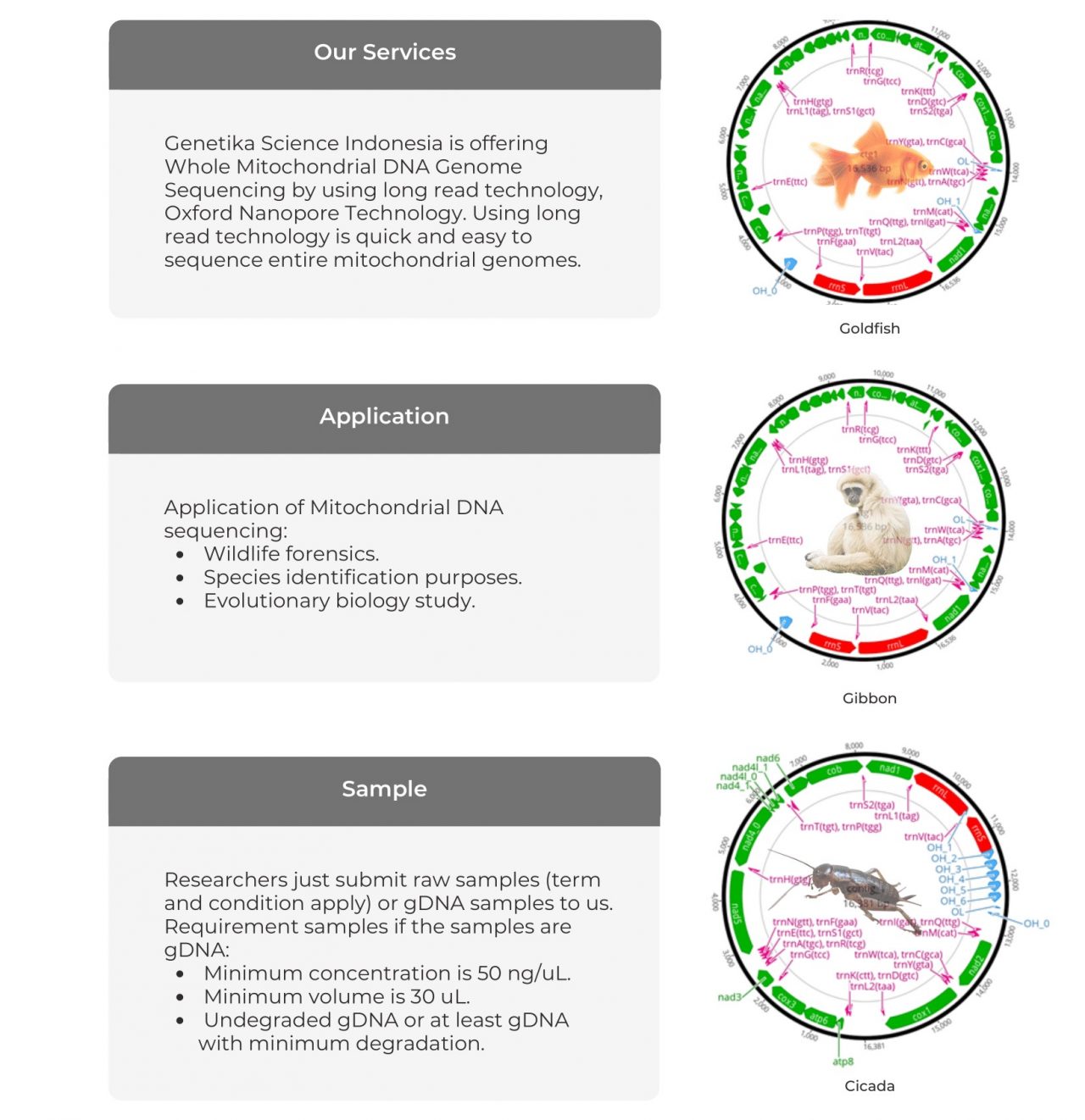mtDNA Sequencing – Genetika
