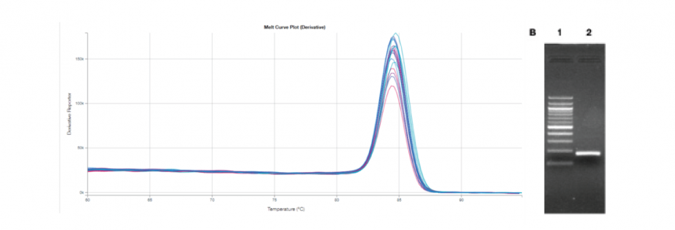 Optimatization for PCR / qPCR – Genetika Science