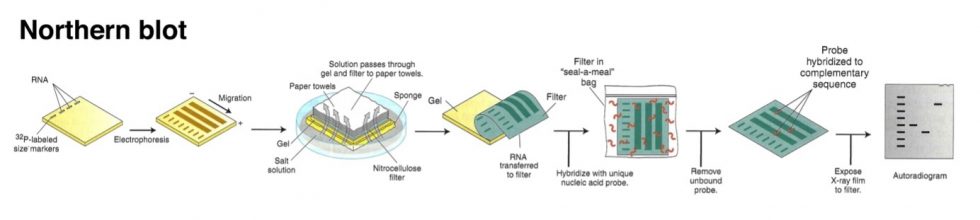 Get to Know Gene Expression Analysis Science