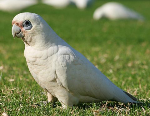 Mengenal 5 Spesies Burung Kakatua Yang Perlu Kalian Ketahui