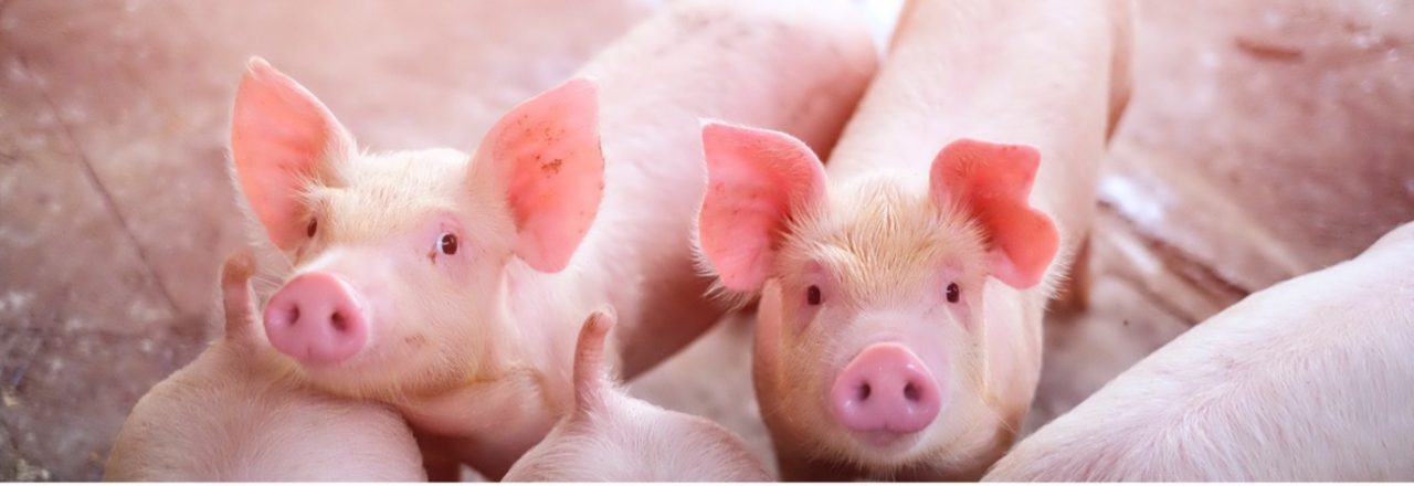Porcine Detection: Mengenal Deteksi DNA Babi dalam Uji Halal