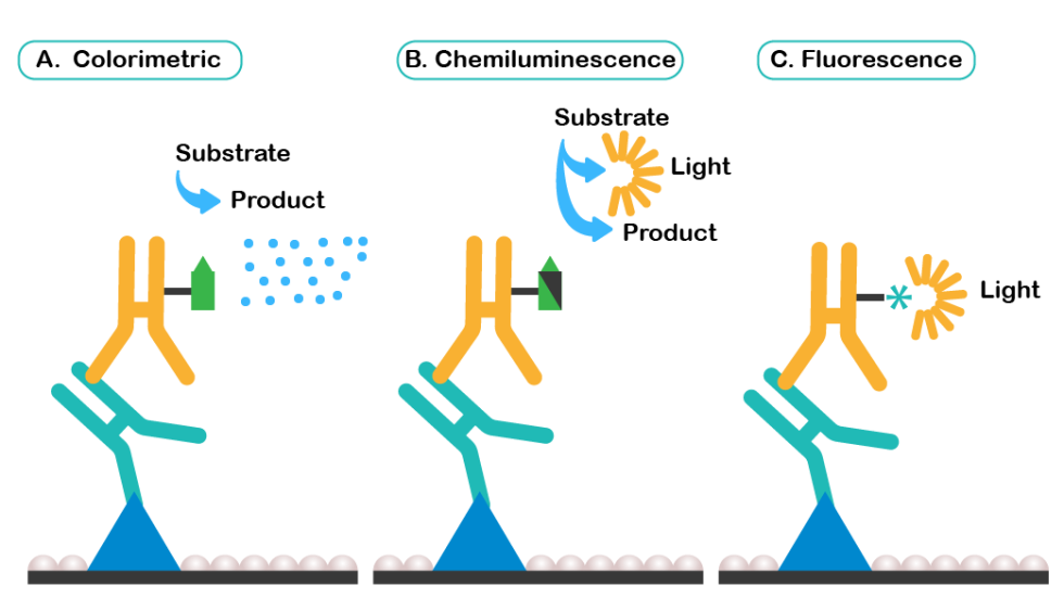 ELISA: Mengenal Berbagai Metode & Jenis – Genetika Science
