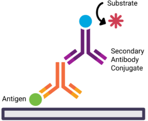 ELISA: Mengenal Berbagai Metode & Jenis – Genetika Science